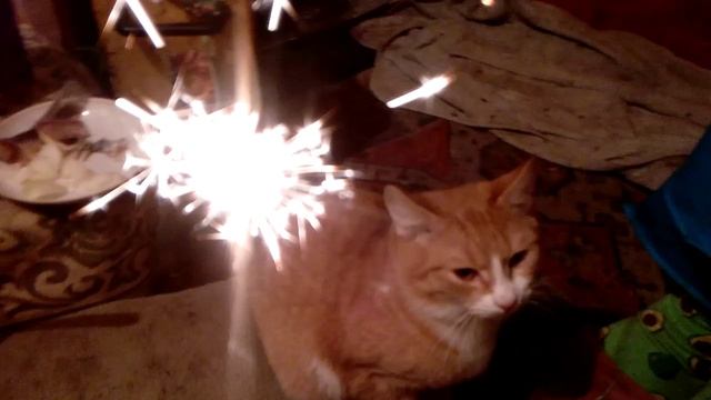 Новый 2026 год с кошками на даче