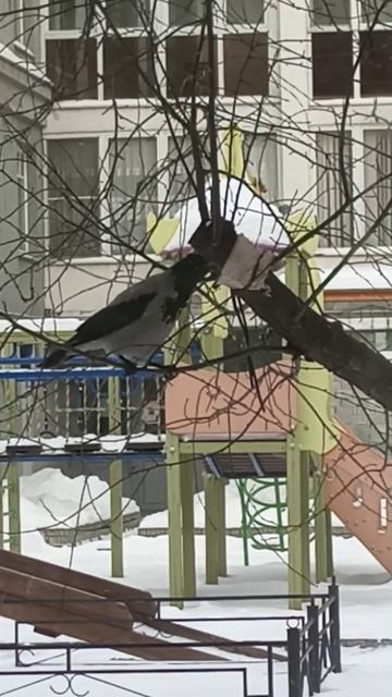 Сегодня у нас гостит ворона. Ворона и сало