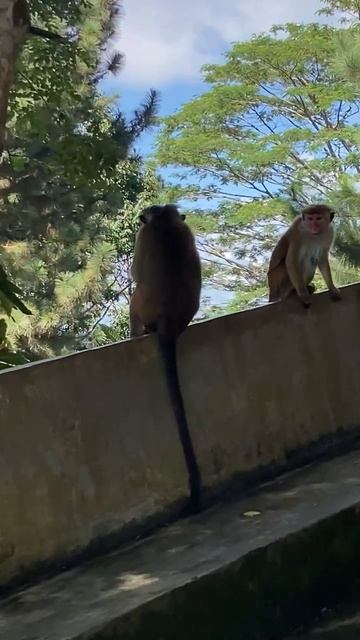 Шри Ланка. Амбулувава. Нас тут ждали