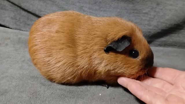 морская свинка не селф бафф, калифорния с ч.п.