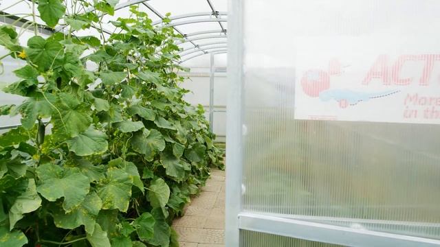 13. SafPlast - Урожай в теплице под АКТУАЛЬ!Био - финал сезона шоу Битва Теплиц