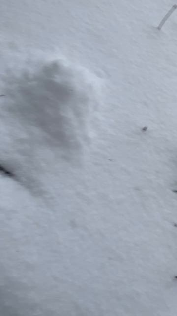 Нашёл редчайший гриб под снегом