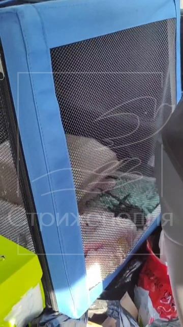 Перевозка стрижа в машине