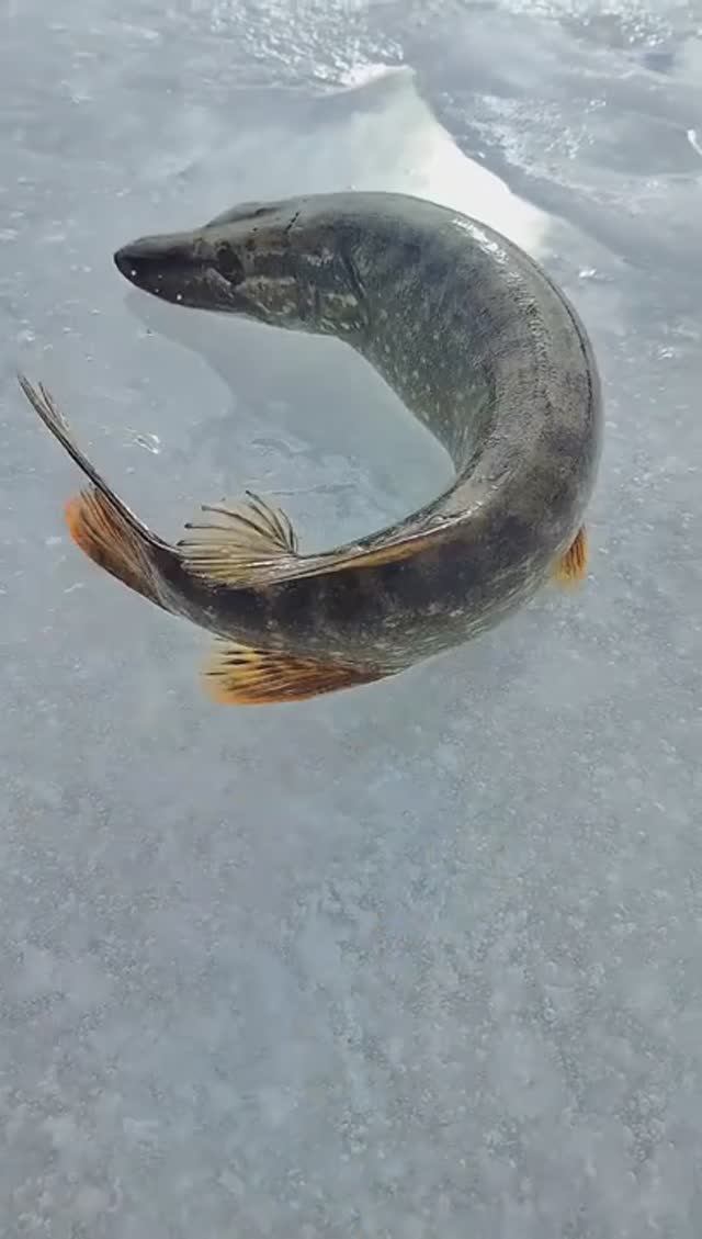 Красота на солнце!