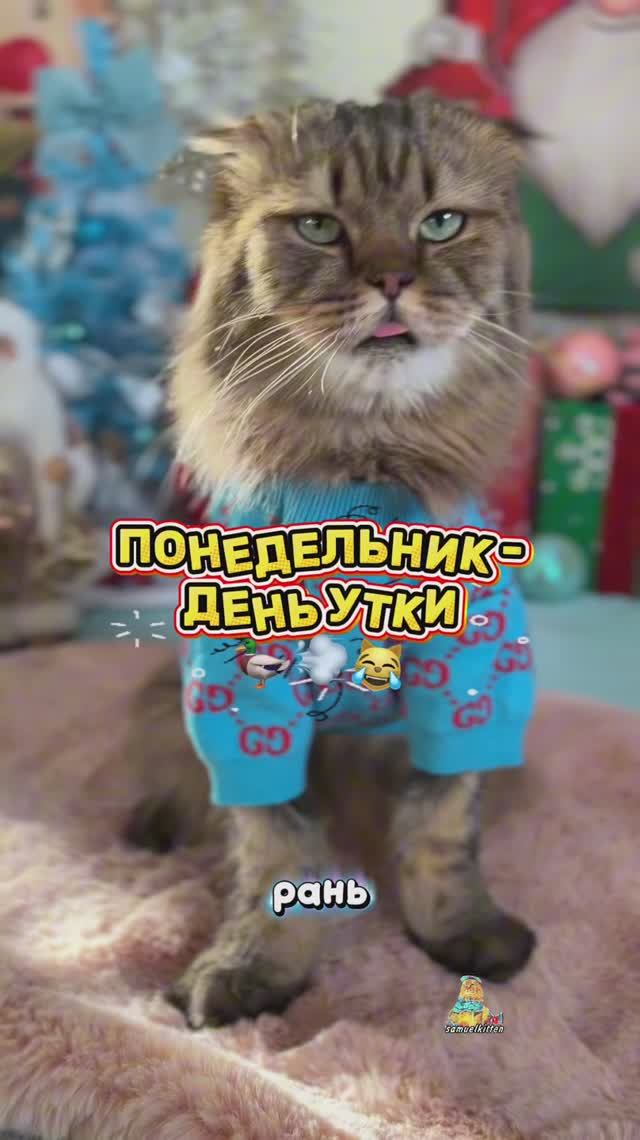 А как началось ваше утро понедельника?😹 #котики #юмор #понедельник
