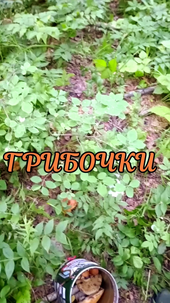 s03e11 Грибочки