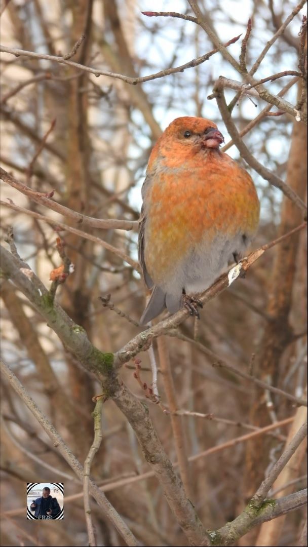 Птица Щур. Санкт-Петербург, 2026 #наблюдениезаптицами #щур #птицы #birdwatching #короткиевидео
