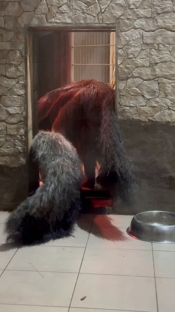 Муравьед по кличке Юруми чешет бок об косяк