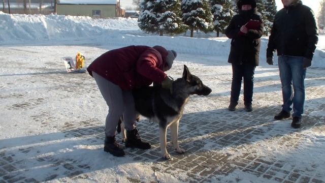HDV_5792юн дракон полуночный волк