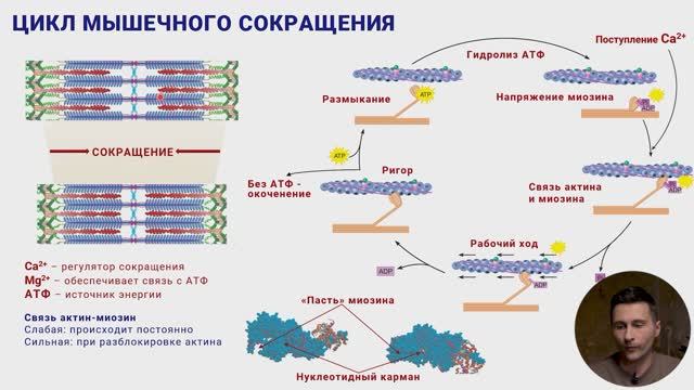 10. Рабочий цикл актин-миозин, сокращение мышц