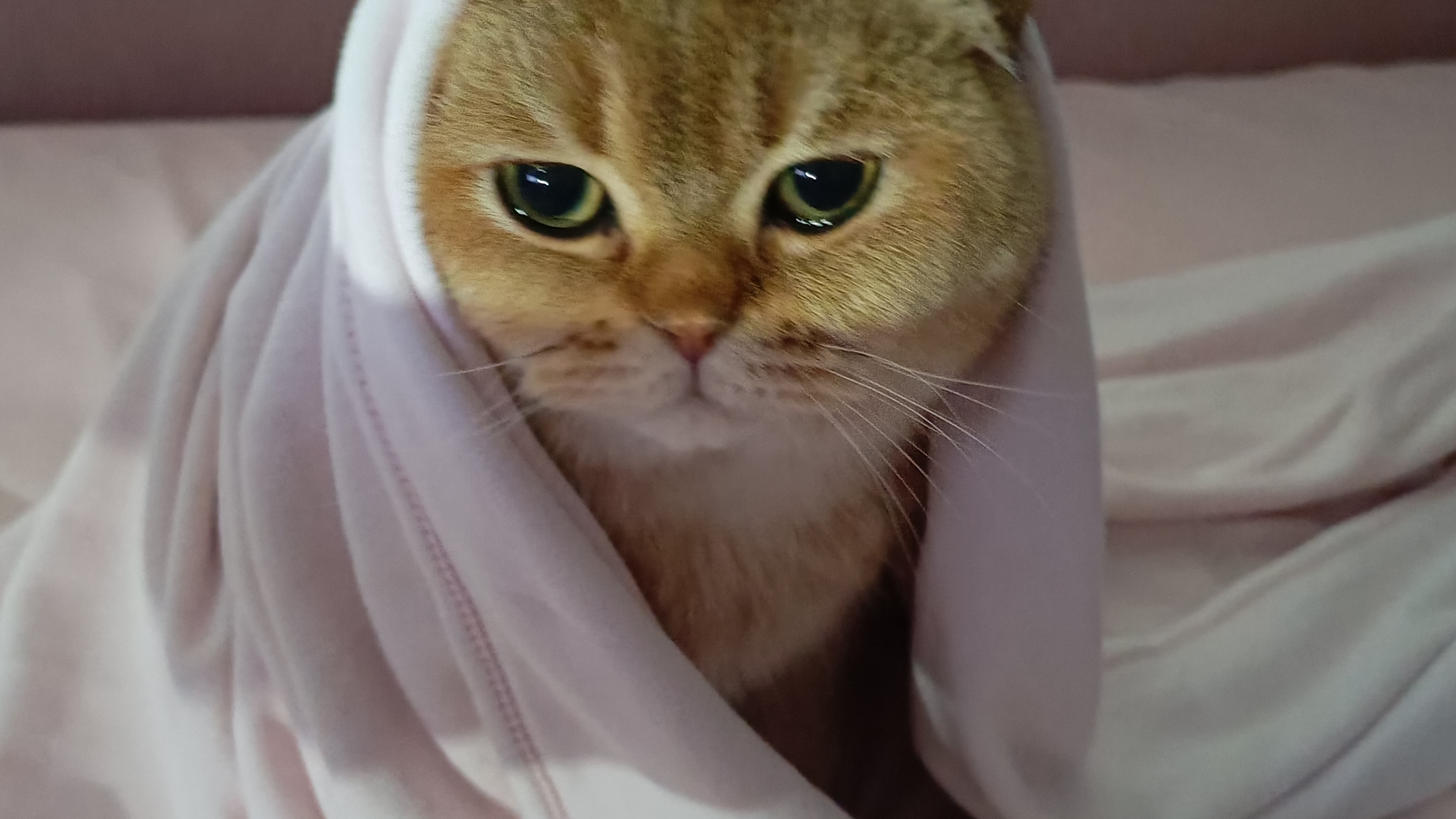 вечер с басиками 🐱🐱🐱