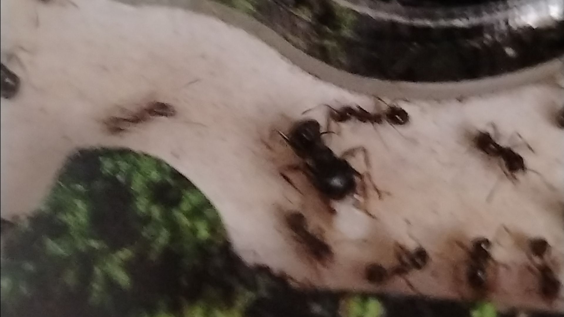 Жизнь муравьев 10 минут за 1 минуту! 🐜