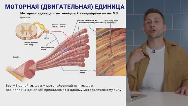 18. Моторные (двигательные) единицы и их различия