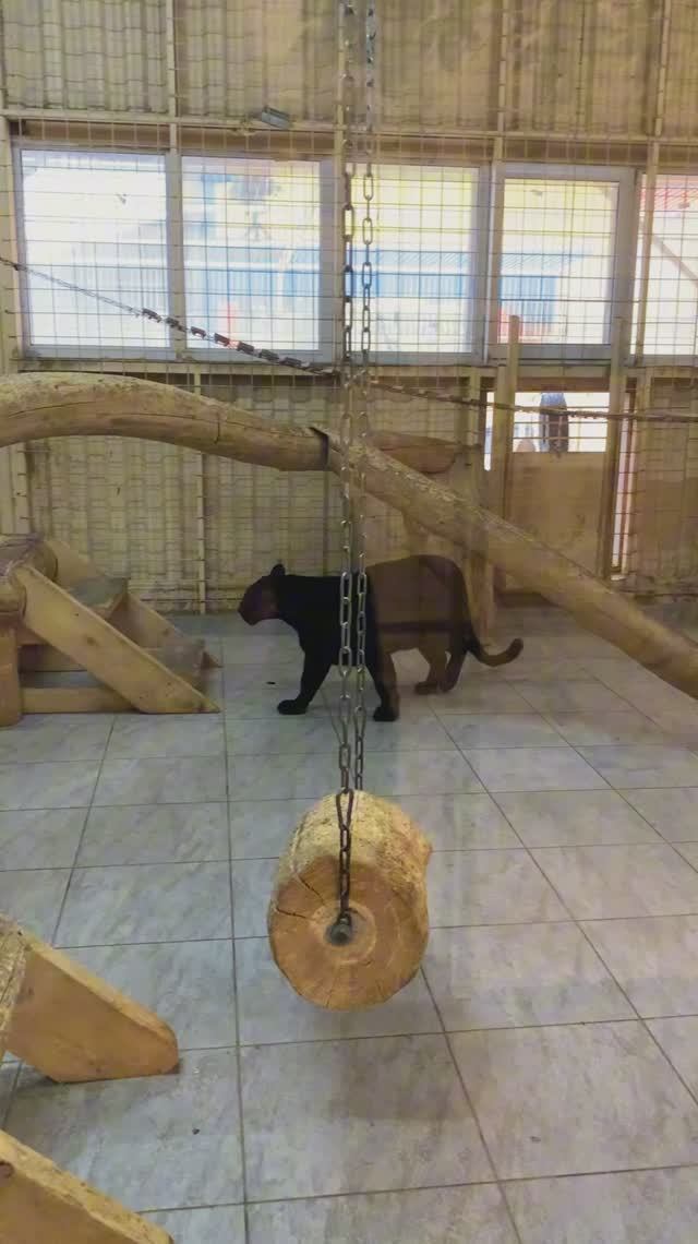 Сергей и Алиса | История двух сердец | Карельский зоопарк | Пантера