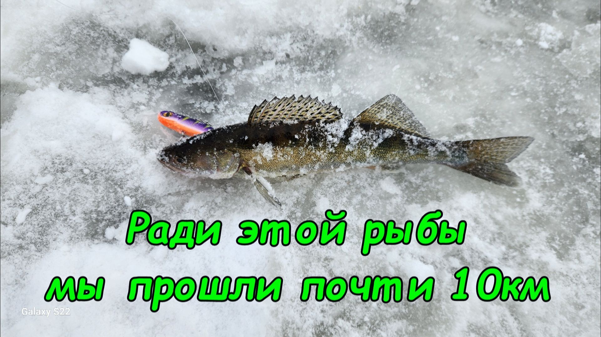Ради одной рыбы мы готовы пройти почти 10км. Паноптикс не панацея, но залипательно.