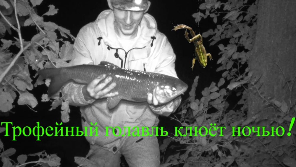 Трофейный голавль на лягушку! Тот случай когда результат превзошёл все ожидания.