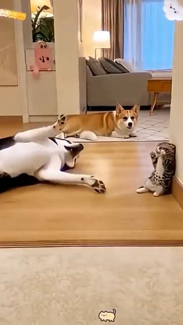 Животные жгут-юмор