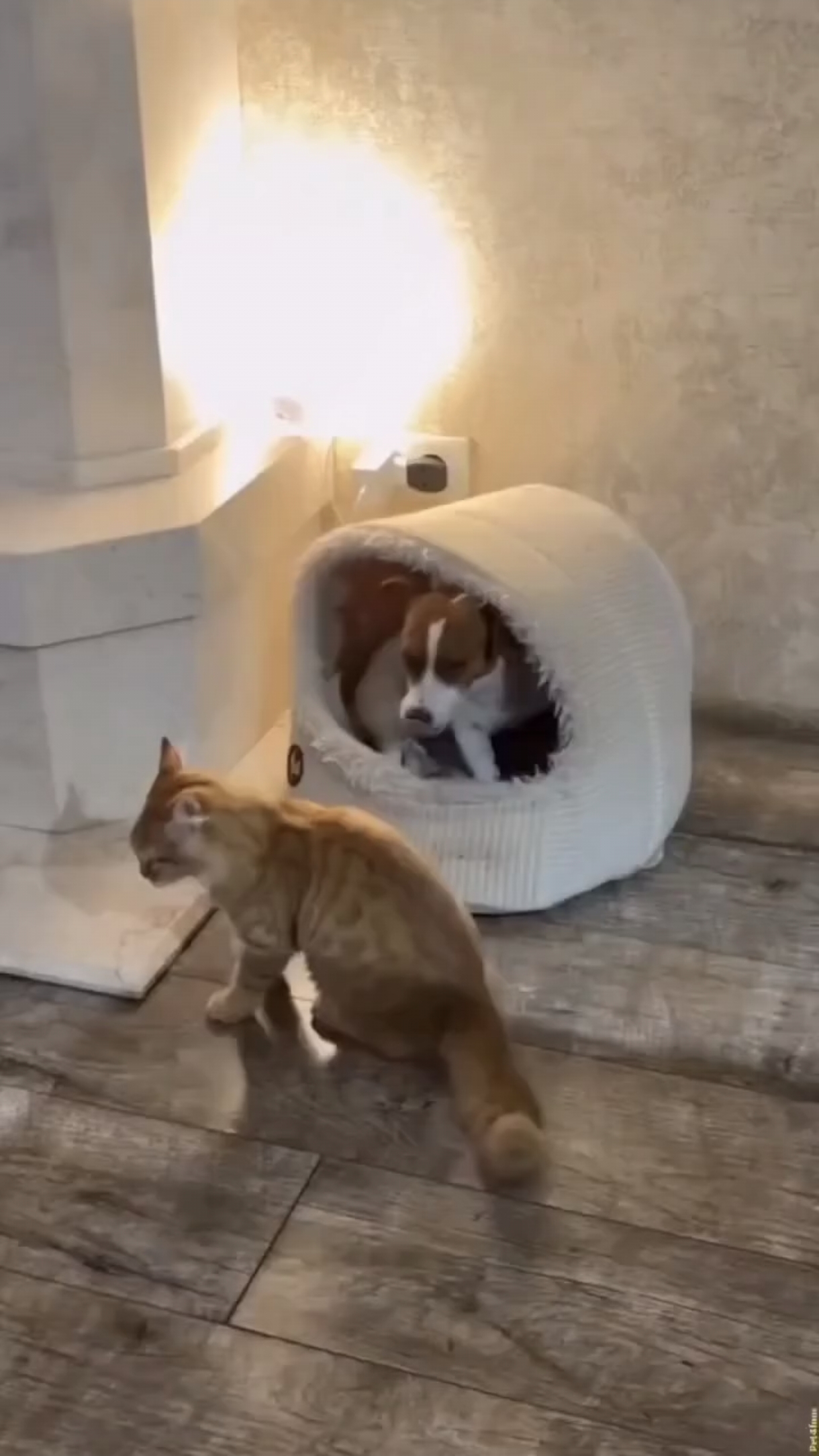 Кото захват недвижимости 🏠