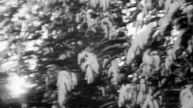 1979 год. Тюменский район. Зимний лес