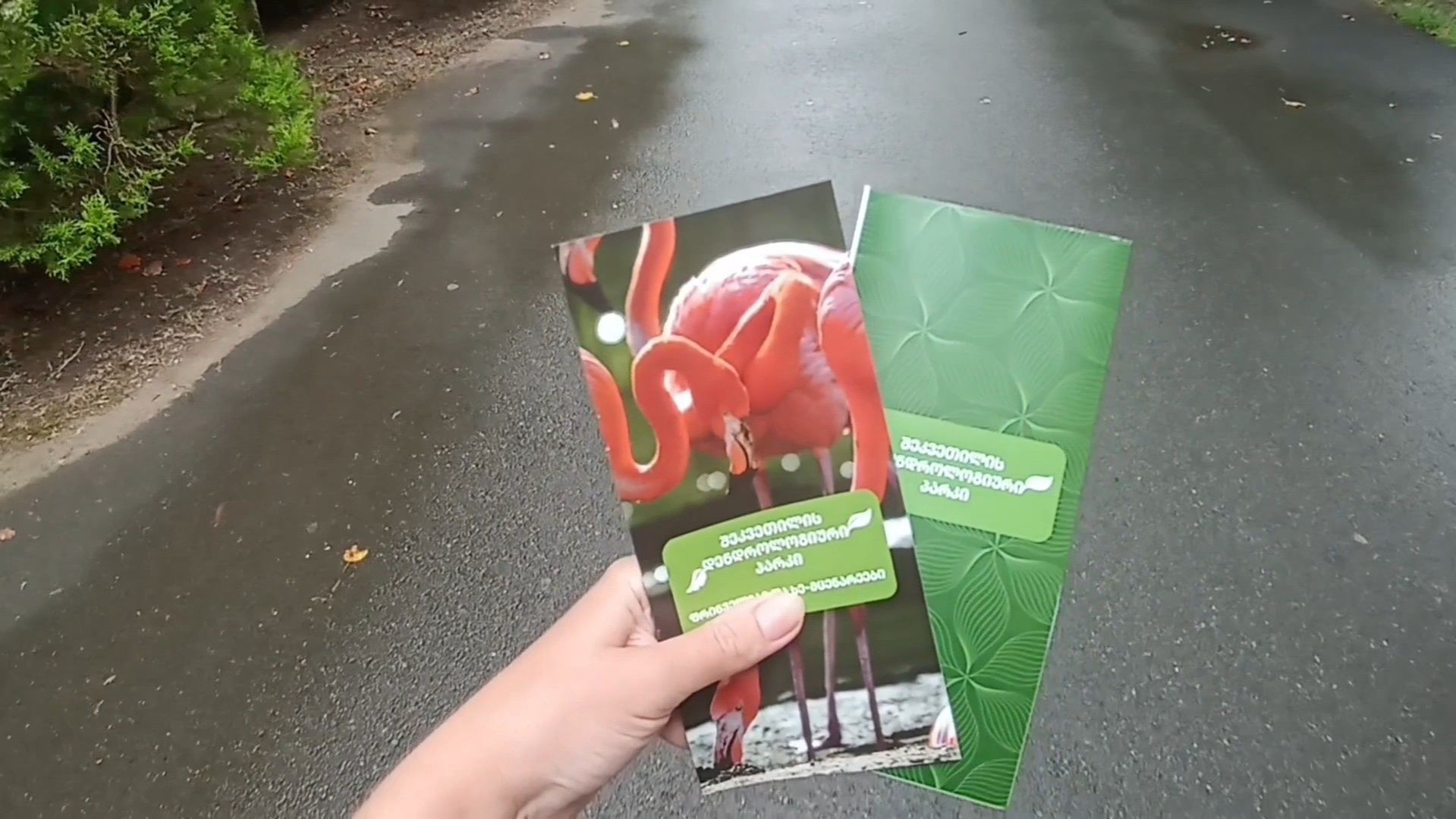 Дендрологический парк Шекветили (край Гурия) в Грузии 16.07.2025