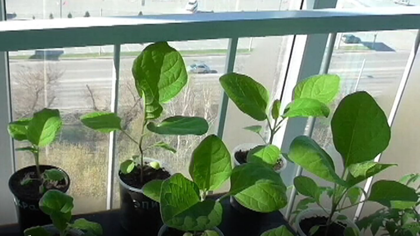 Выращивание рассады баклажанов