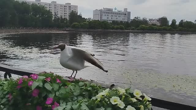 Чайки Выборга, июнь 2025