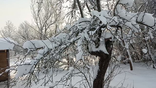 Мороз и солнце...