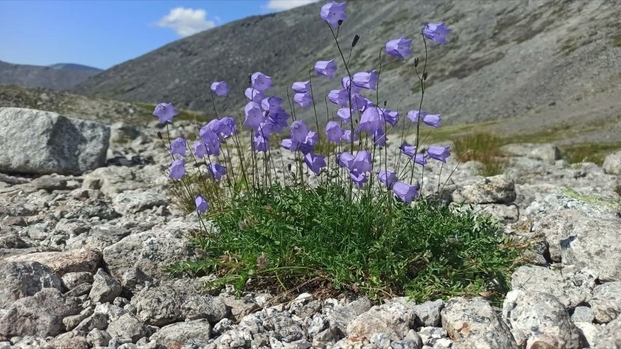 Khibiny 2024, under Oxygen Jarre, watch and admire............Хибины 2024, под Кислород Ж М Жарре,