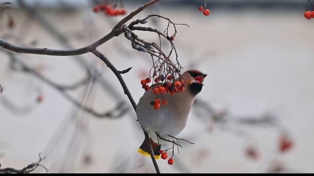 Свиристели налетели