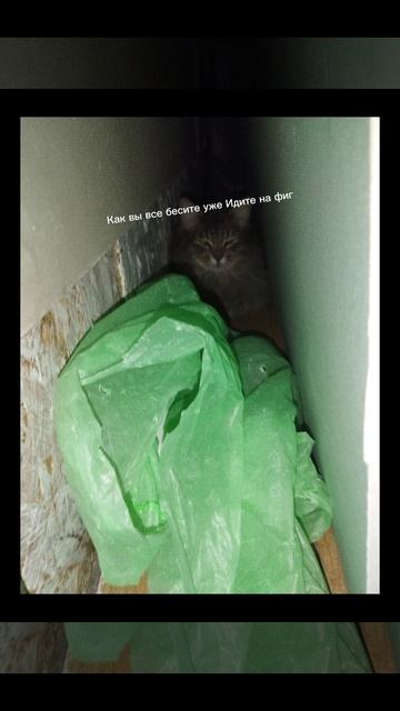 я снял прикол Я Царь горы Ура бас😜😝😛😋🤪