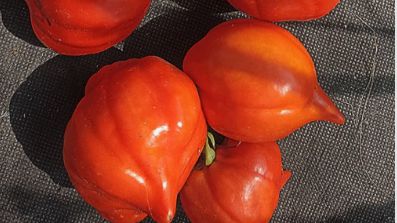 ОБЗОР ТОМАТОВ КОРОЛЬ БЕГЕМОТ И СКИФСКАЯ ФЕЯ