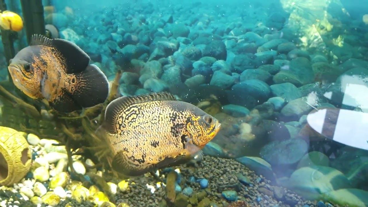 Мои астронотусы