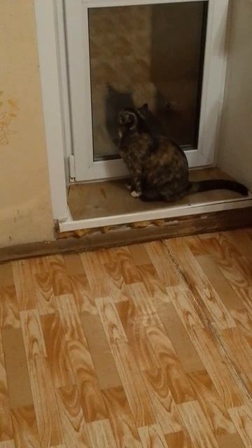 Бусинка хочет, как летом, мы с ней  на балконе загорали и отдыхали,  а там зима, увы.