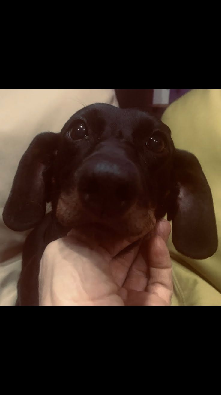 Завелась собака