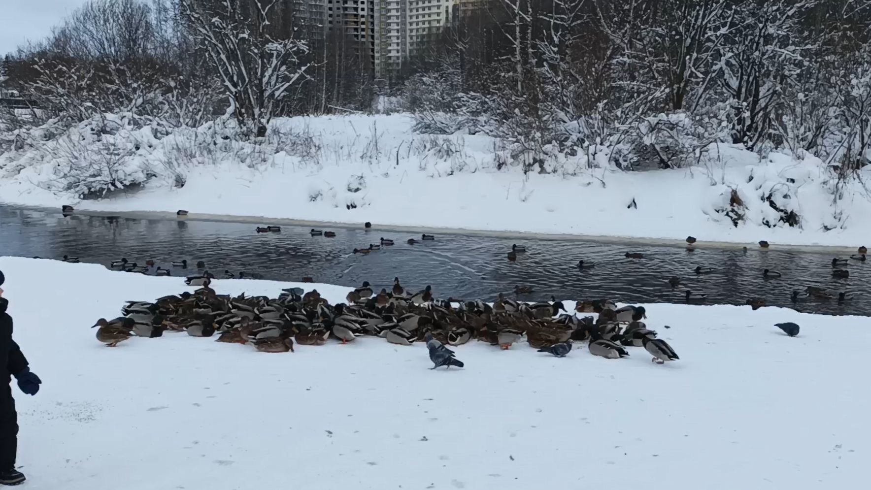 Утиная ферма_1