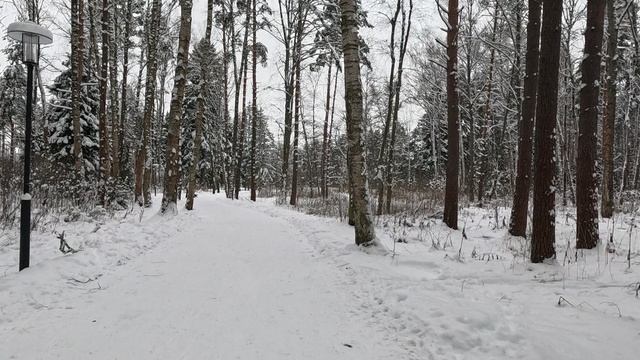 Прогулка по лесному массиву в Ямском парке зимой. Много туристов в экологическо чистом месте.