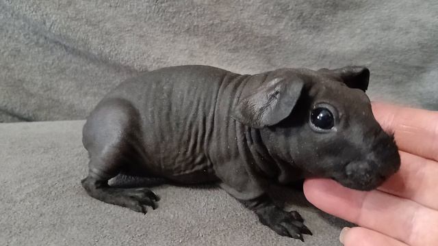 морская свинка скинни чёрного окраса из питомника ZLATO VLASKA г.Рыбинск