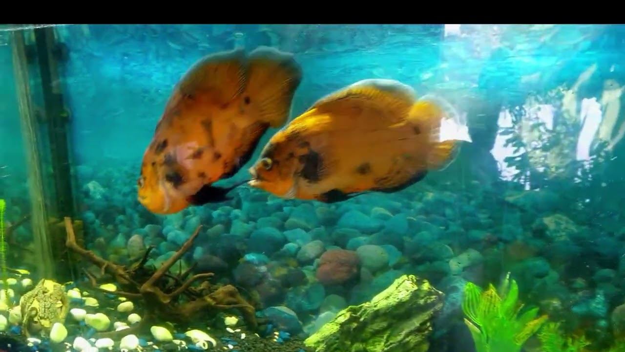 Астронотусы