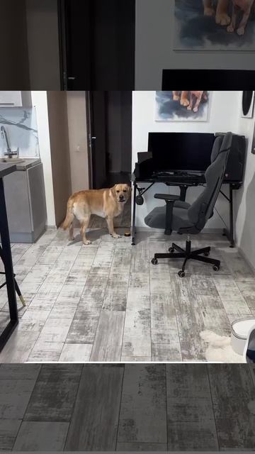 Все собаки подслушивают Лайфхак