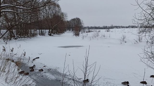 Белый селезень.