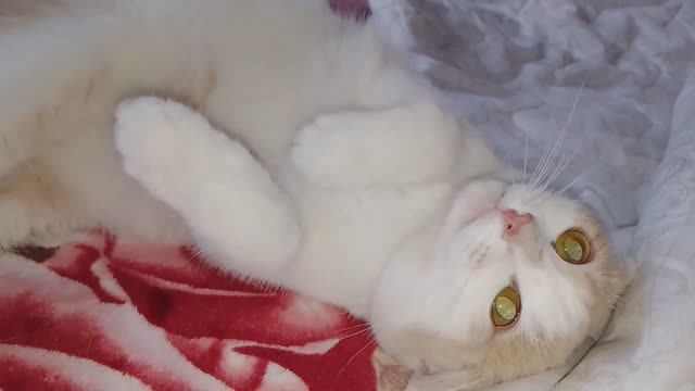 😼😽😻Мяу, доброе утро🌄🙋!!!