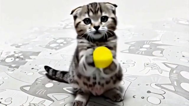 Котёнок умеет жонглировать