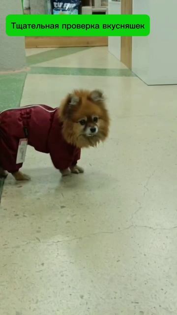 Маленький ревизоро