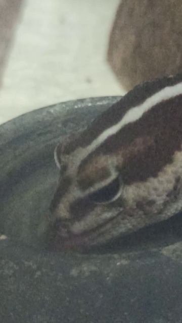 Гемитеконикс Глаша пьёт водичку