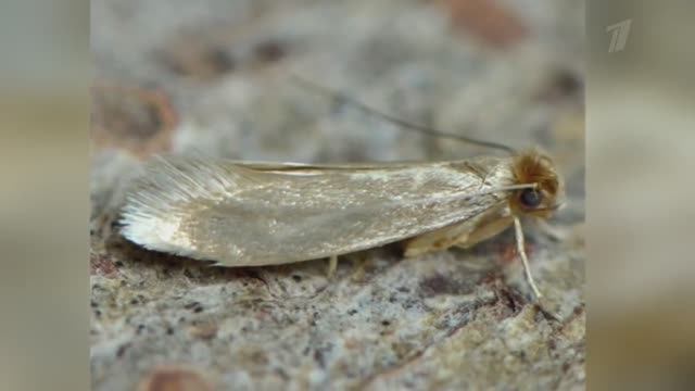 «Добролов» на Первом канале: платяная моль в квартире и как с ней бороться