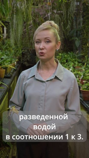 Чем обработать орхидею от вредителей?