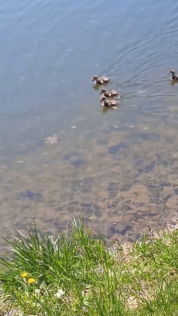 Утята почувствовали свободу