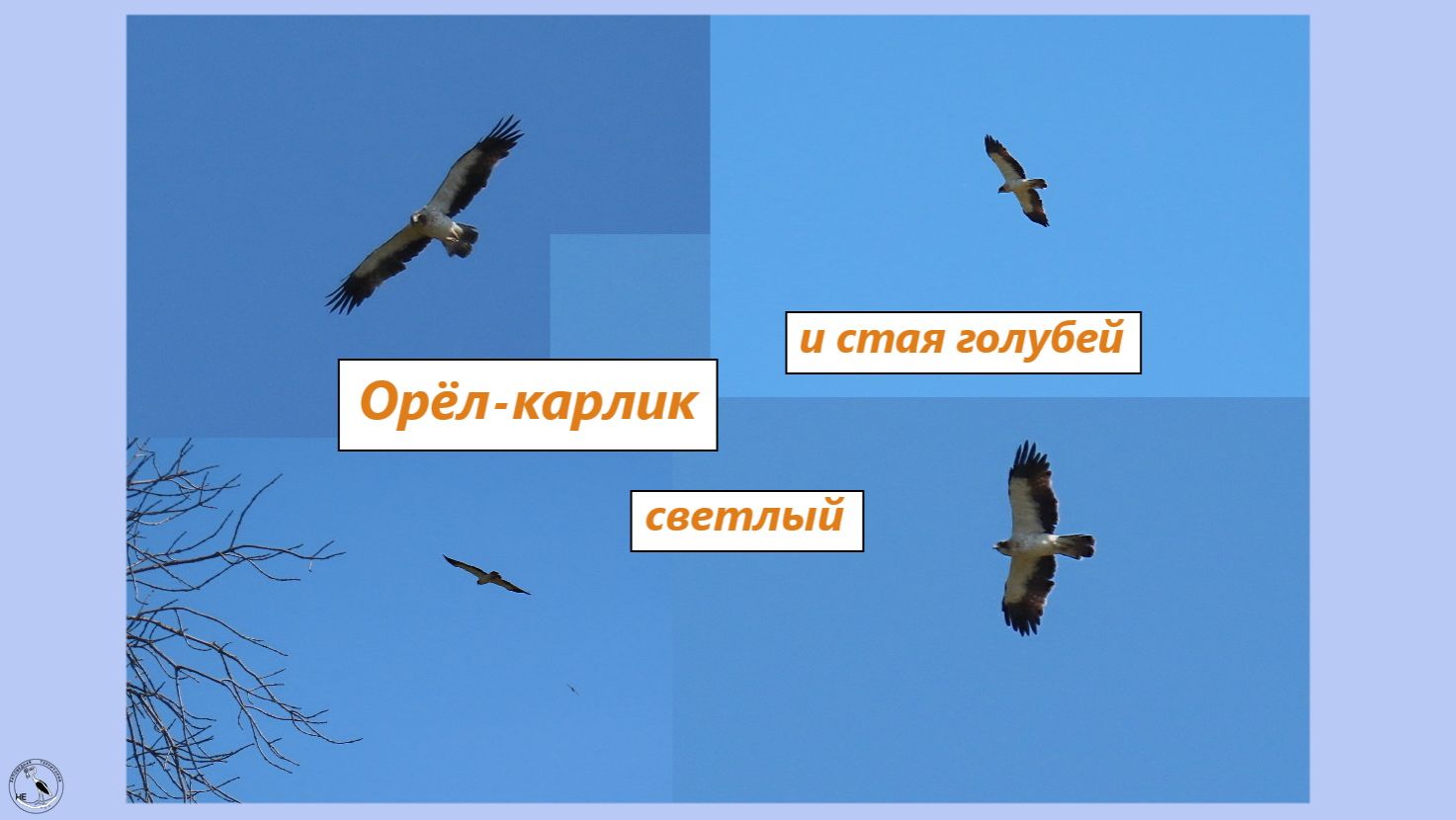 В небе - орёл-карлик и стая домашних голубей