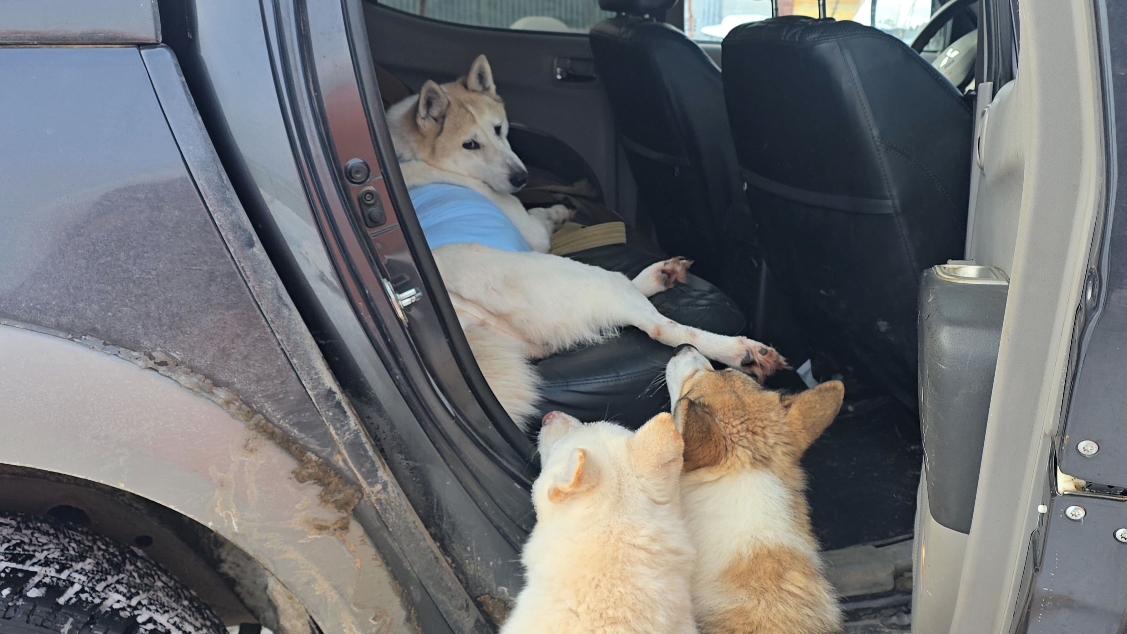 После операции Белкуньи