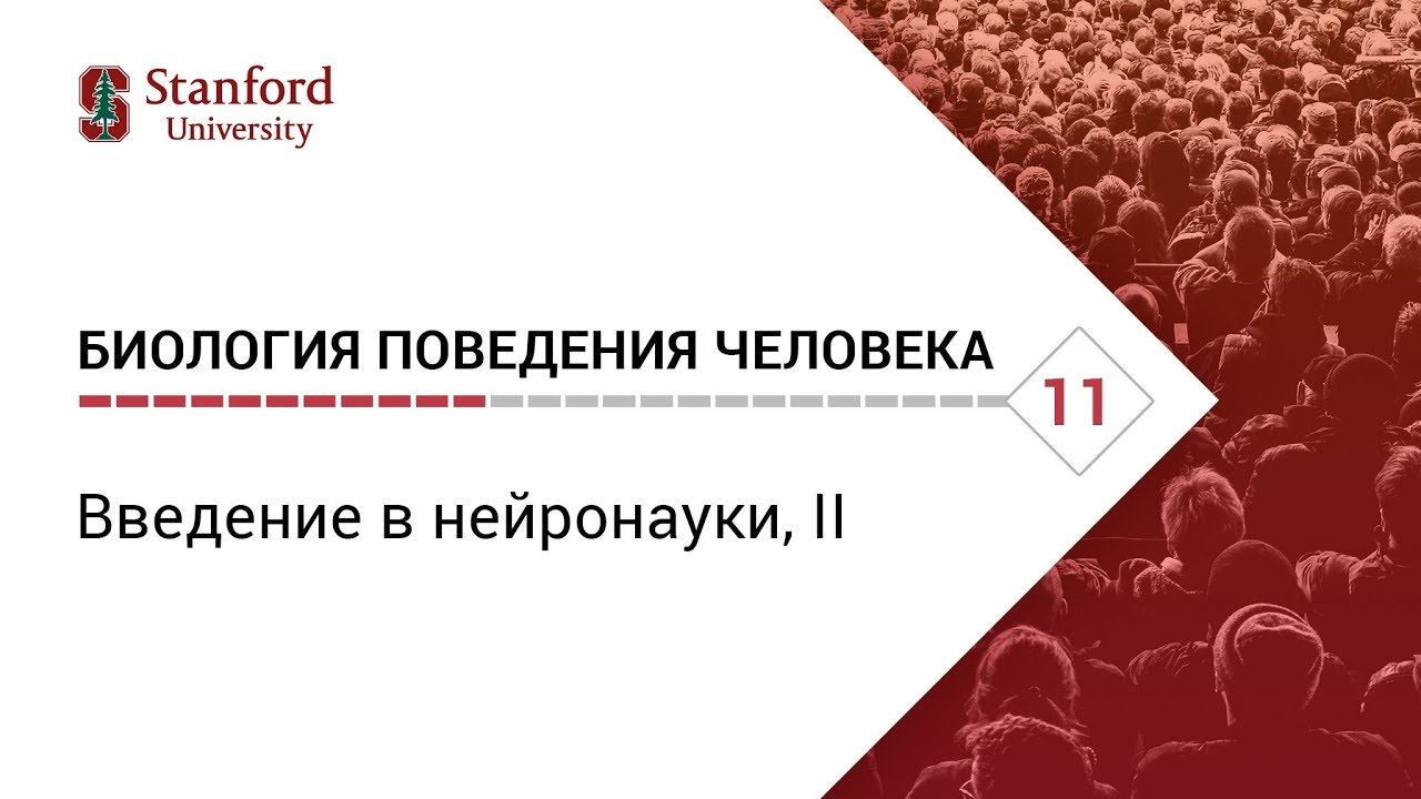 Биология поведения человека: Лекция #11. Введение в нейронауки, II [Роберт Сапольски, 2010]
